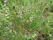 Kanerva (Calluna vulgaris) - Lajitiedot - Valokki - Nettikasvio