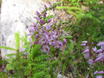 Kanerva (Calluna vulgaris) - Lajitiedot - Valokki - Nettikasvio