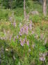 Kanerva (Calluna vulgaris) - Lajitiedot - Valokki - Nettikasvio