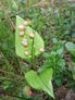 Oravanmarja (Maianthemum bifolium) - Lajitiedot - Valokki - Nettikasvio