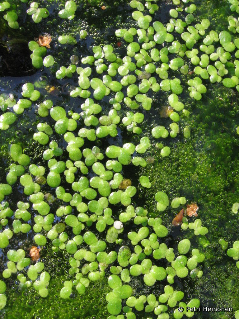 Pikkulimaska (Lemna minor) - Lajitiedot - Nettikasvio