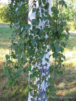 Rauduskoivu (Betula pendula) - Lajitiedot - Valokki - Nettikasvio